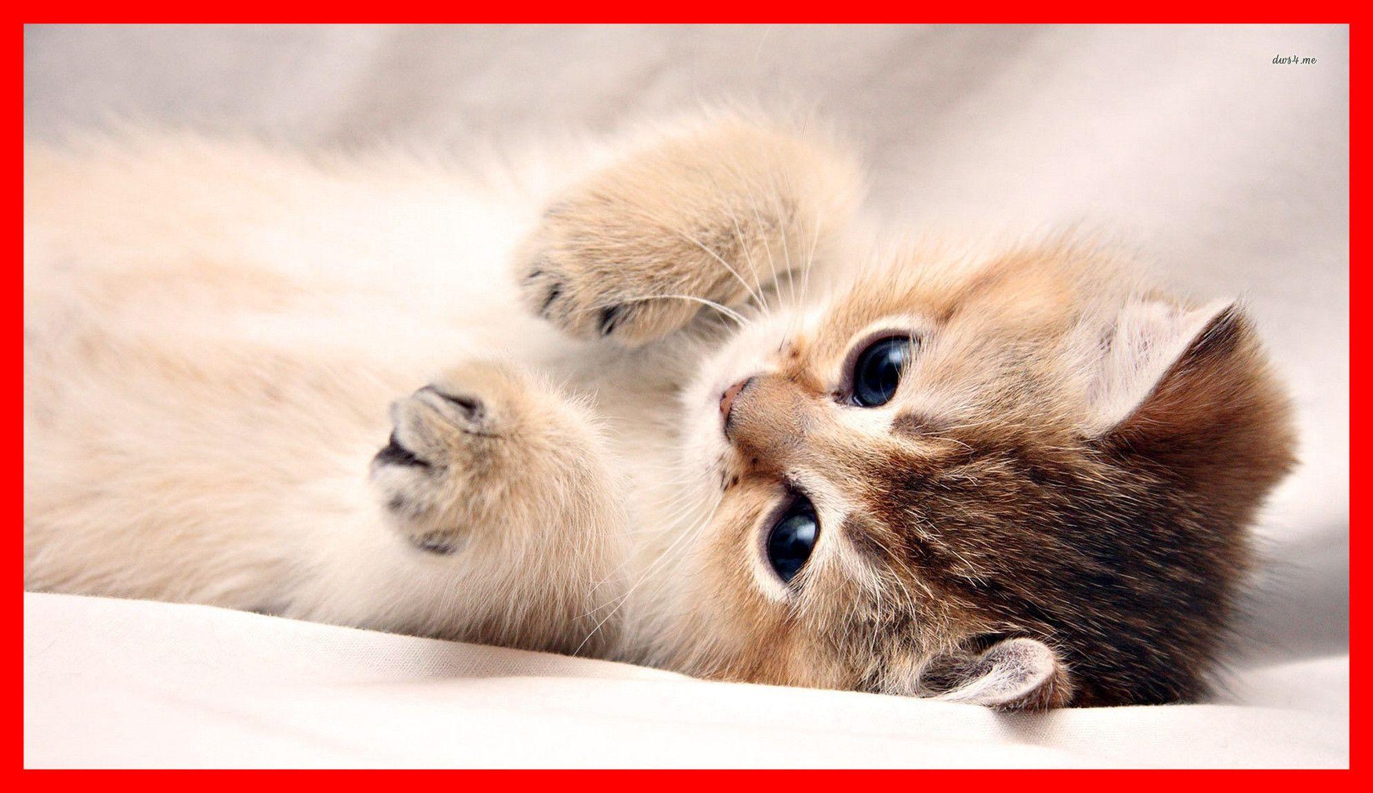 Sad Cute Cats Wallpapers - Top Free Sad Cute Cats Backgrounds - WallpaperAccess