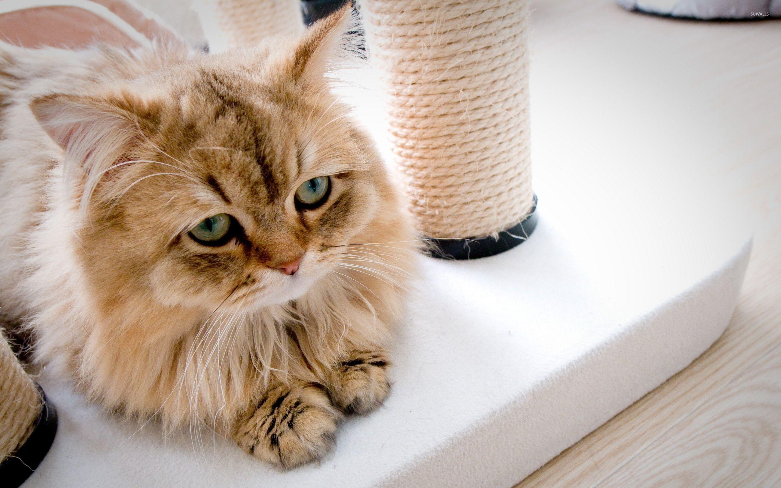 Sad Cute Cats Wallpapers - Top Free Sad Cute Cats Backgrounds - WallpaperAccess