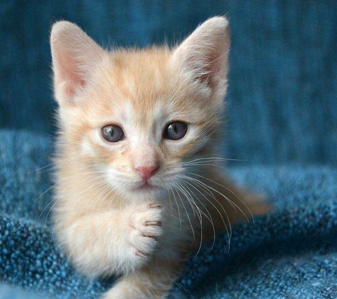 Sad Cute Cats Wallpapers - Top Free Sad Cute Cats Backgrounds - WallpaperAccess