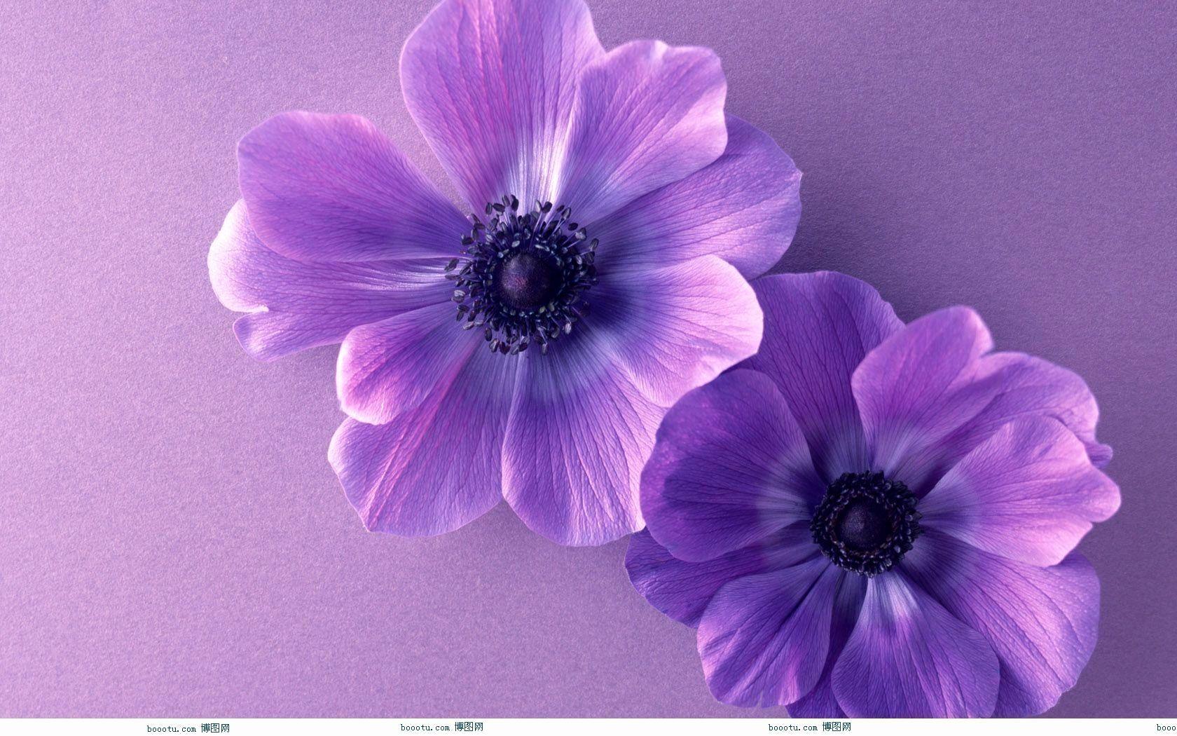 Pretty Purple Desktop Wallpapers - Top Free Pretty Purple Desktop ...