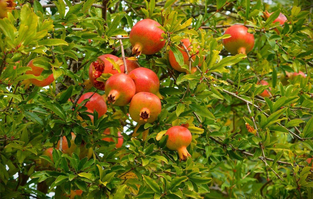 Pomegranate Tree Wallpapers - Top Free Pomegranate Tree Backgrounds ...