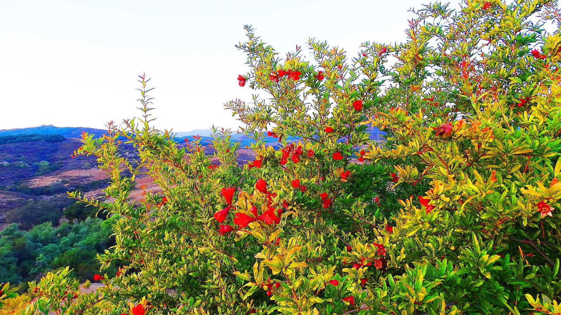 Pomegranate Tree Wallpapers - Top Free Pomegranate Tree Backgrounds ...