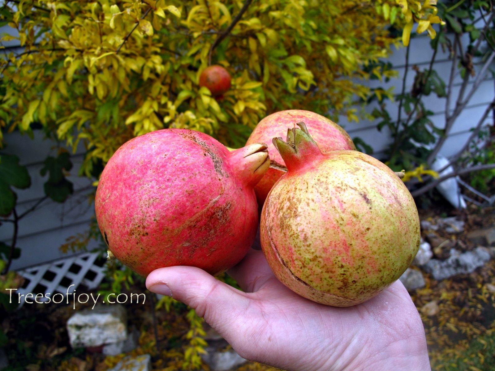 Pomegranate Tree Wallpapers - Top Free Pomegranate Tree Backgrounds ...