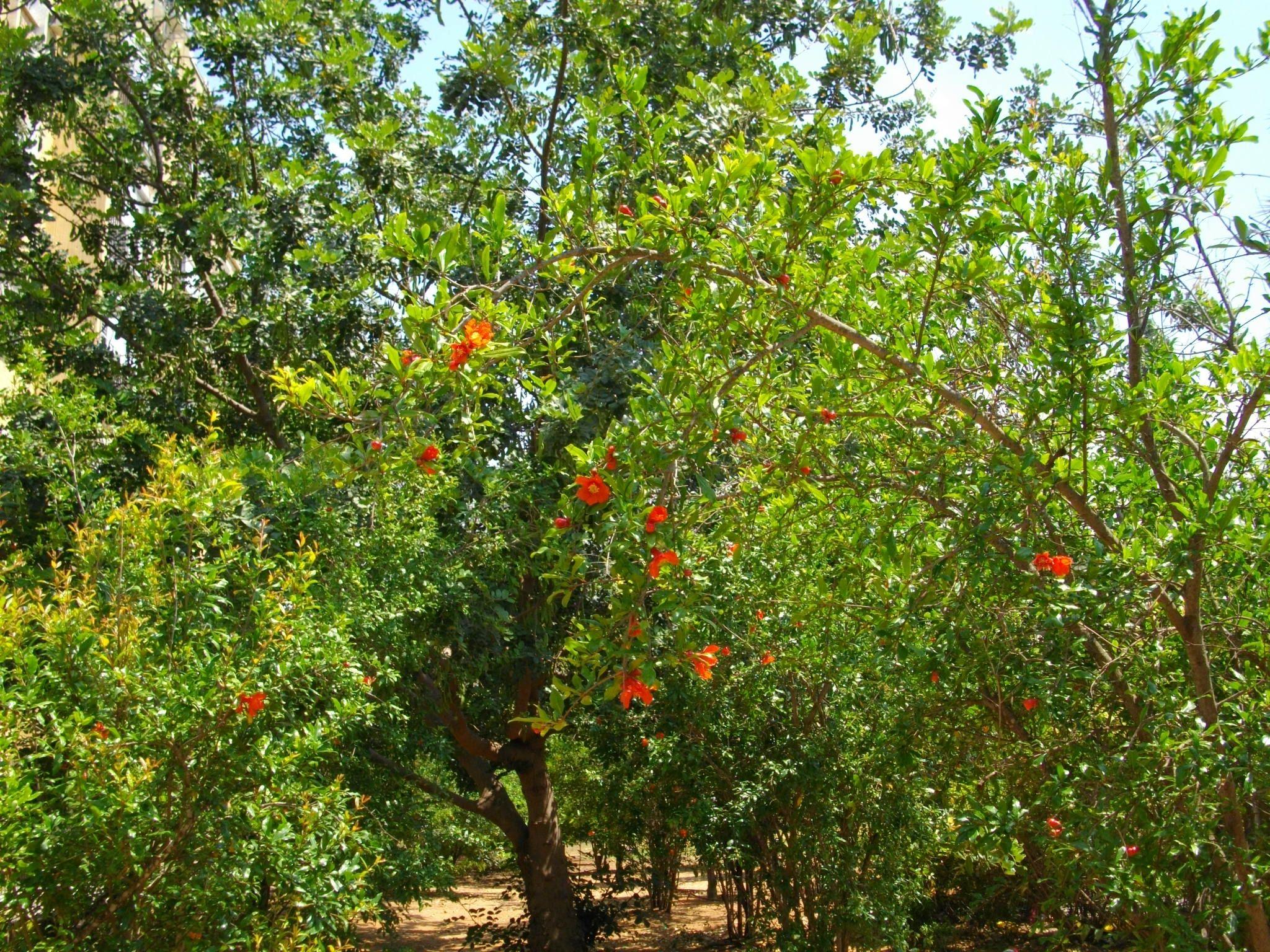 Pomegranate Tree Wallpapers - Top Free Pomegranate Tree Backgrounds ...