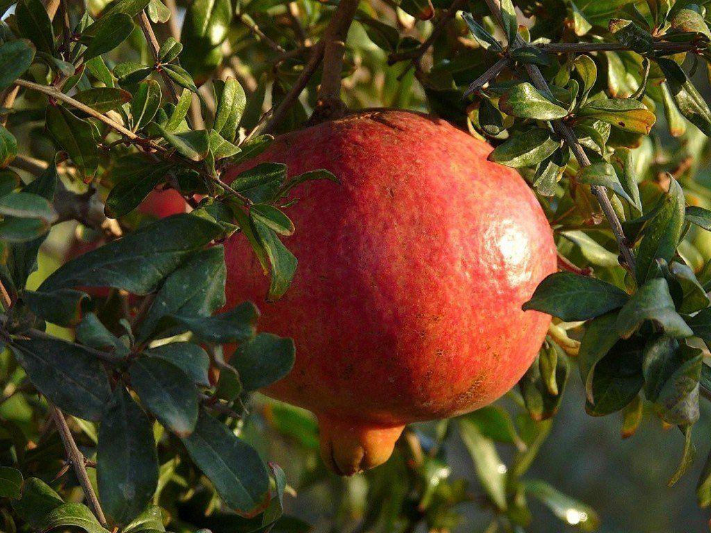 Pomegranate Tree Wallpapers - Top Free Pomegranate Tree Backgrounds ...