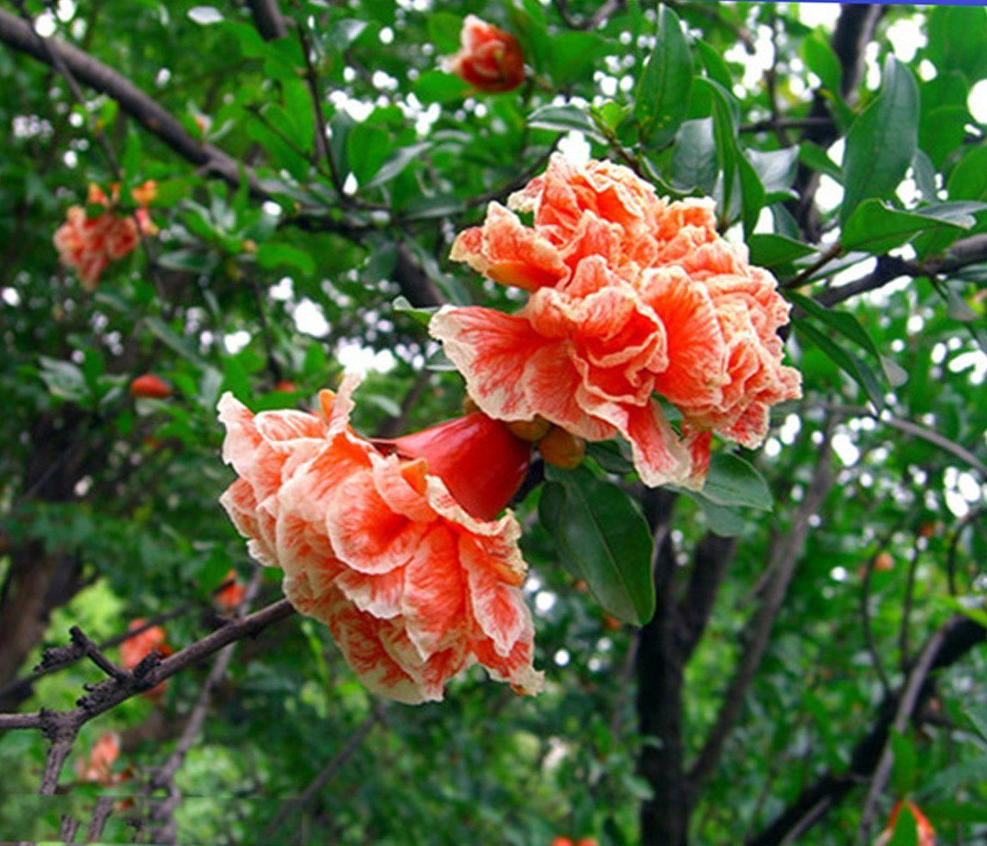 Pomegranate Tree Wallpapers - Top Free Pomegranate Tree Backgrounds ...
