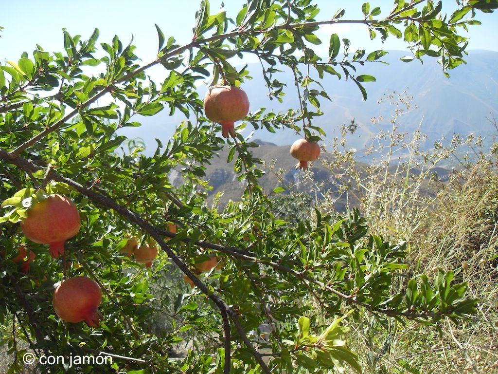 Pomegranate Tree Wallpapers - Top Free Pomegranate Tree Backgrounds ...