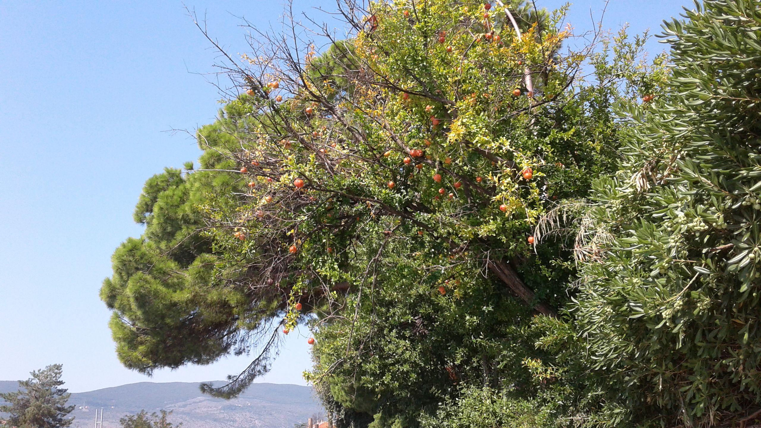 Pomegranate Tree Wallpapers - Top Free Pomegranate Tree Backgrounds ...