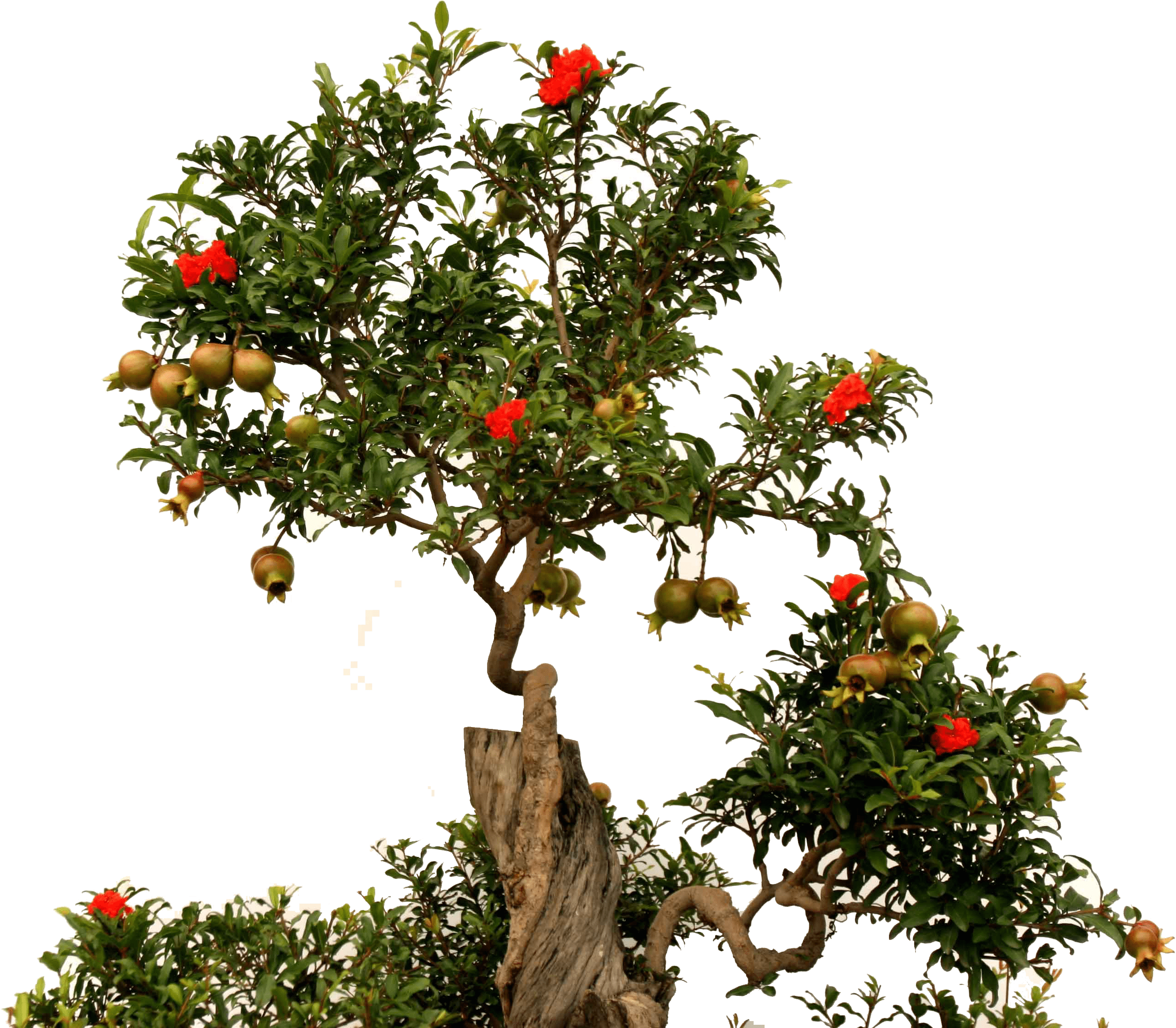 Pomegranate Tree Wallpapers - Top Free Pomegranate Tree Backgrounds ...