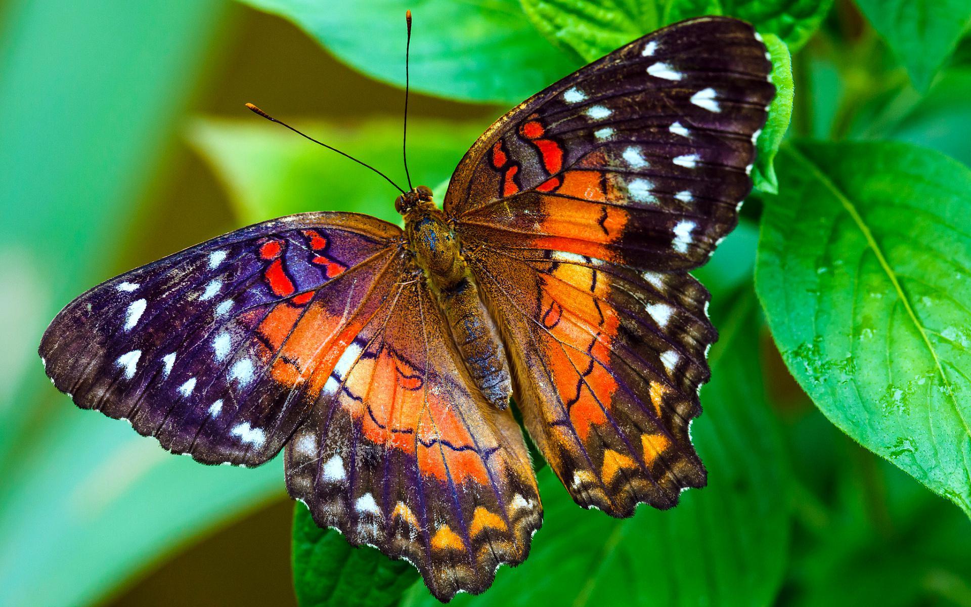 Colorful Wings Wallpapers - Top Free Colorful Wings Backgrounds ...