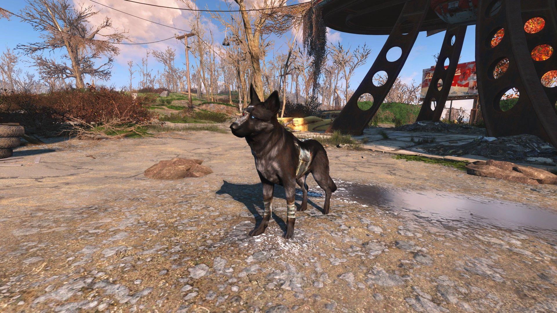 Dog Meat Fallout 4 4K Wallpapers - Top Free Dog Meat Fallout 4 4K ...