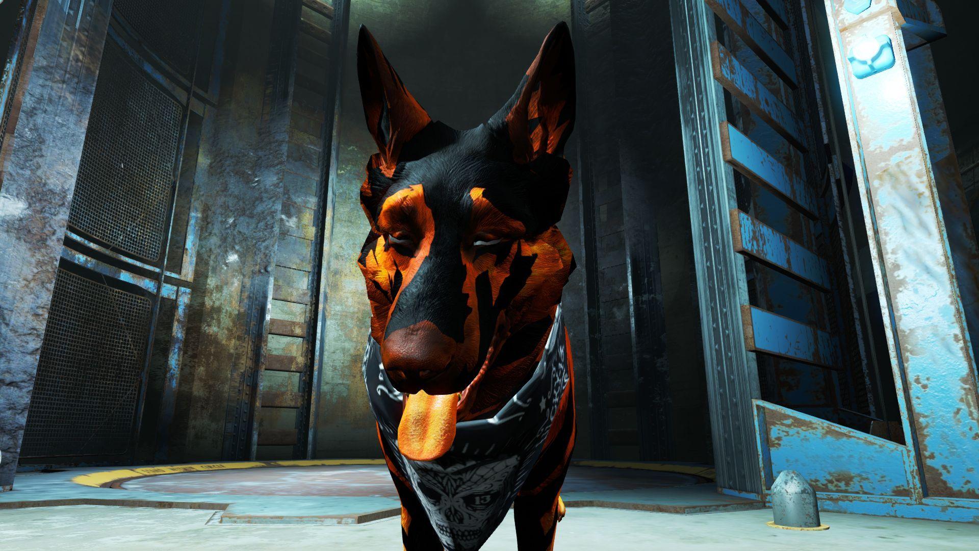 Dog Meat Fallout 4 4K Wallpapers - Top Free Dog Meat Fallout 4 4K ...