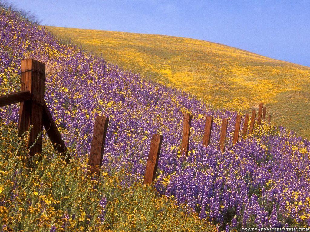 California Flowers Wallpapers - Top Free California Flowers Backgrounds ...