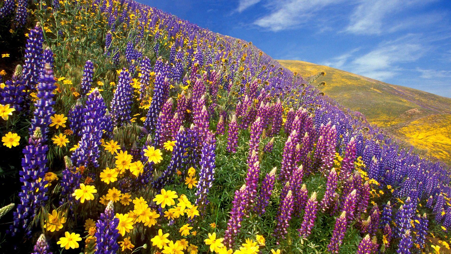 California Flowers Wallpapers - Top Free California Flowers Backgrounds ...