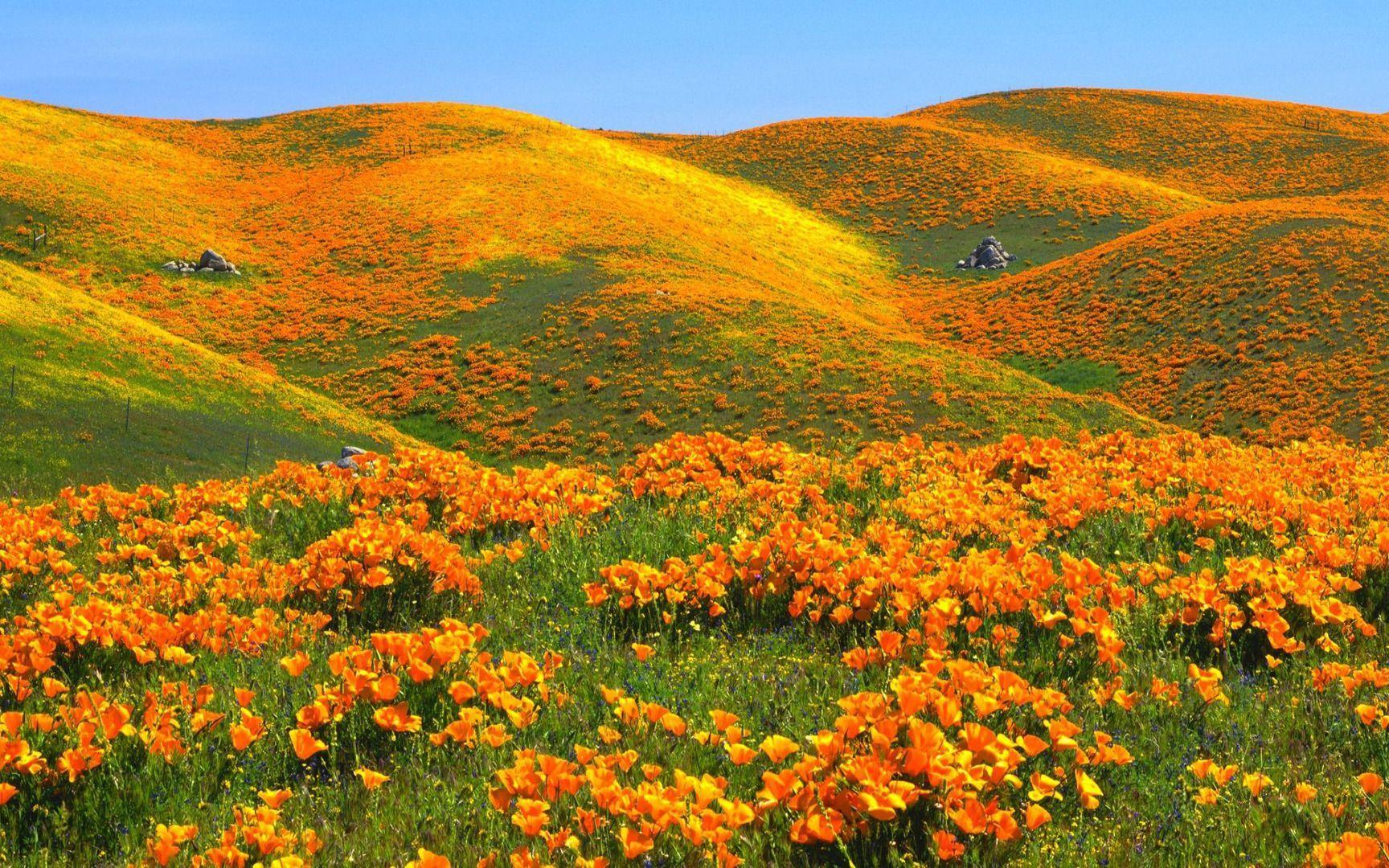 California Flowers Wallpapers - Top Free California Flowers Backgrounds ...