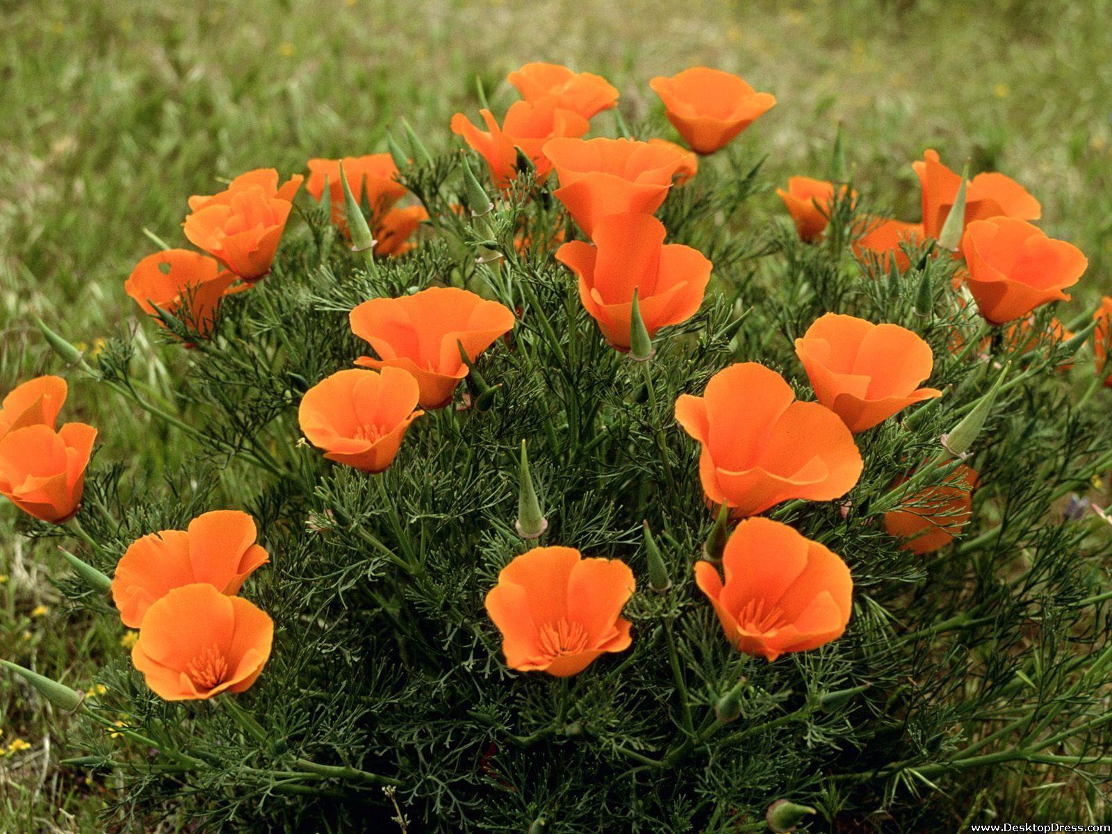 California Poppy Wallpapers - Top Free California Poppy Backgrounds ...