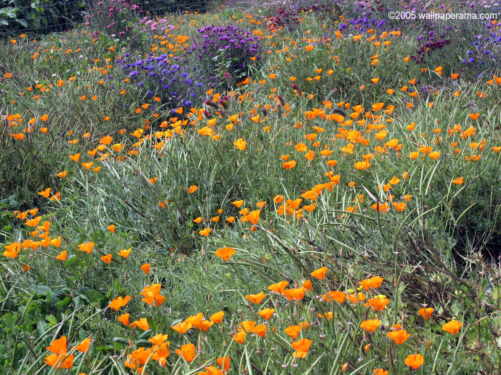 California Flowers Wallpapers - Top Free California Flowers Backgrounds ...