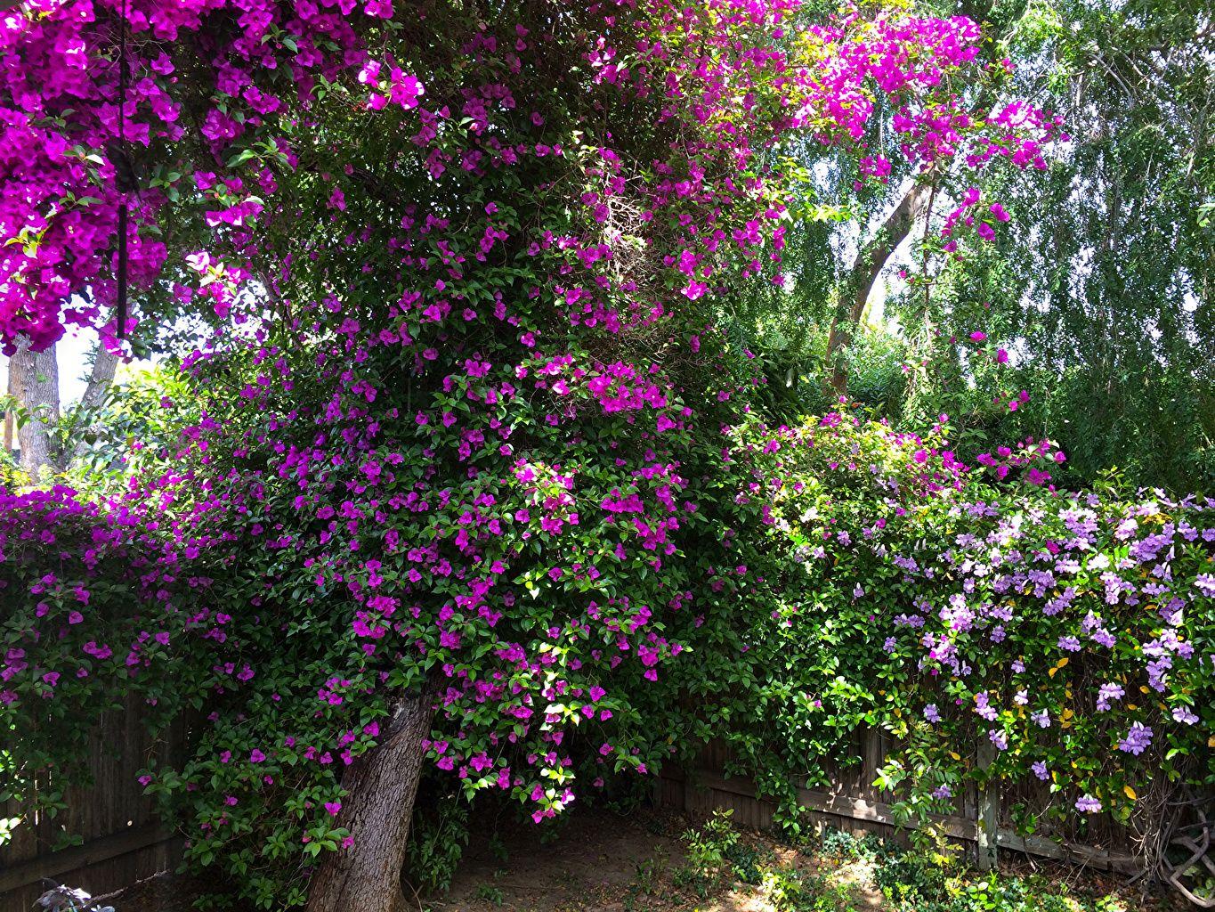 California Flowers Wallpapers - Top Free California Flowers Backgrounds ...