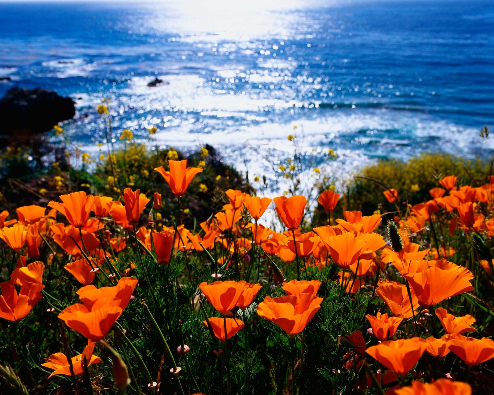 California Poppy Wallpapers - Top Free California Poppy Backgrounds ...