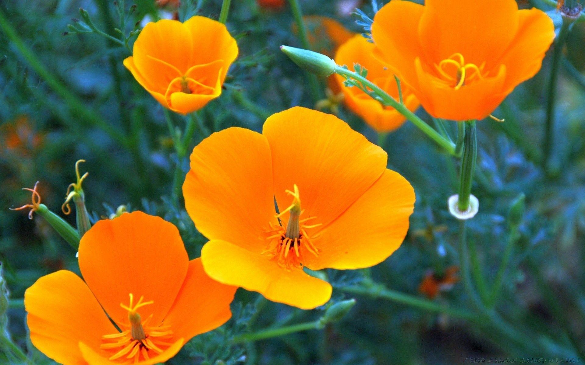 California Flowers Wallpapers - Top Free California Flowers Backgrounds ...