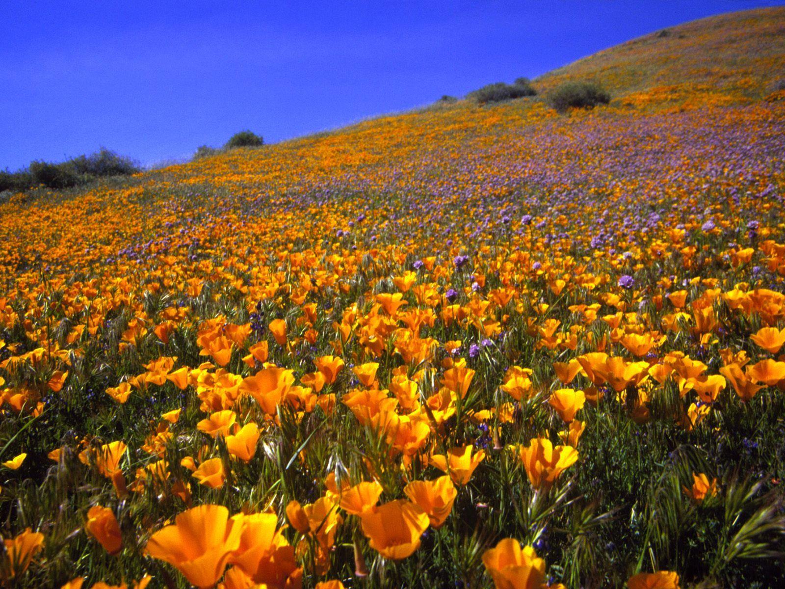 California Flowers Wallpapers - Top Free California Flowers Backgrounds ...
