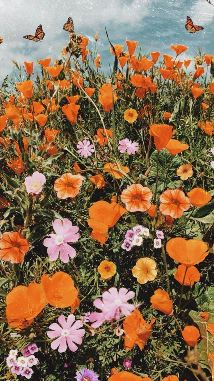 California Flowers Wallpapers - Top Free California Flowers Backgrounds ...