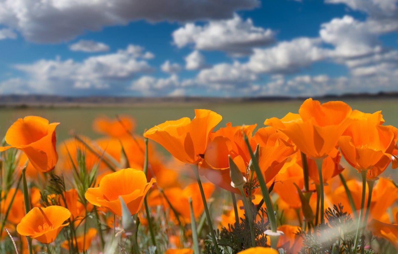 California Flowers Wallpapers - Top Free California Flowers Backgrounds ...