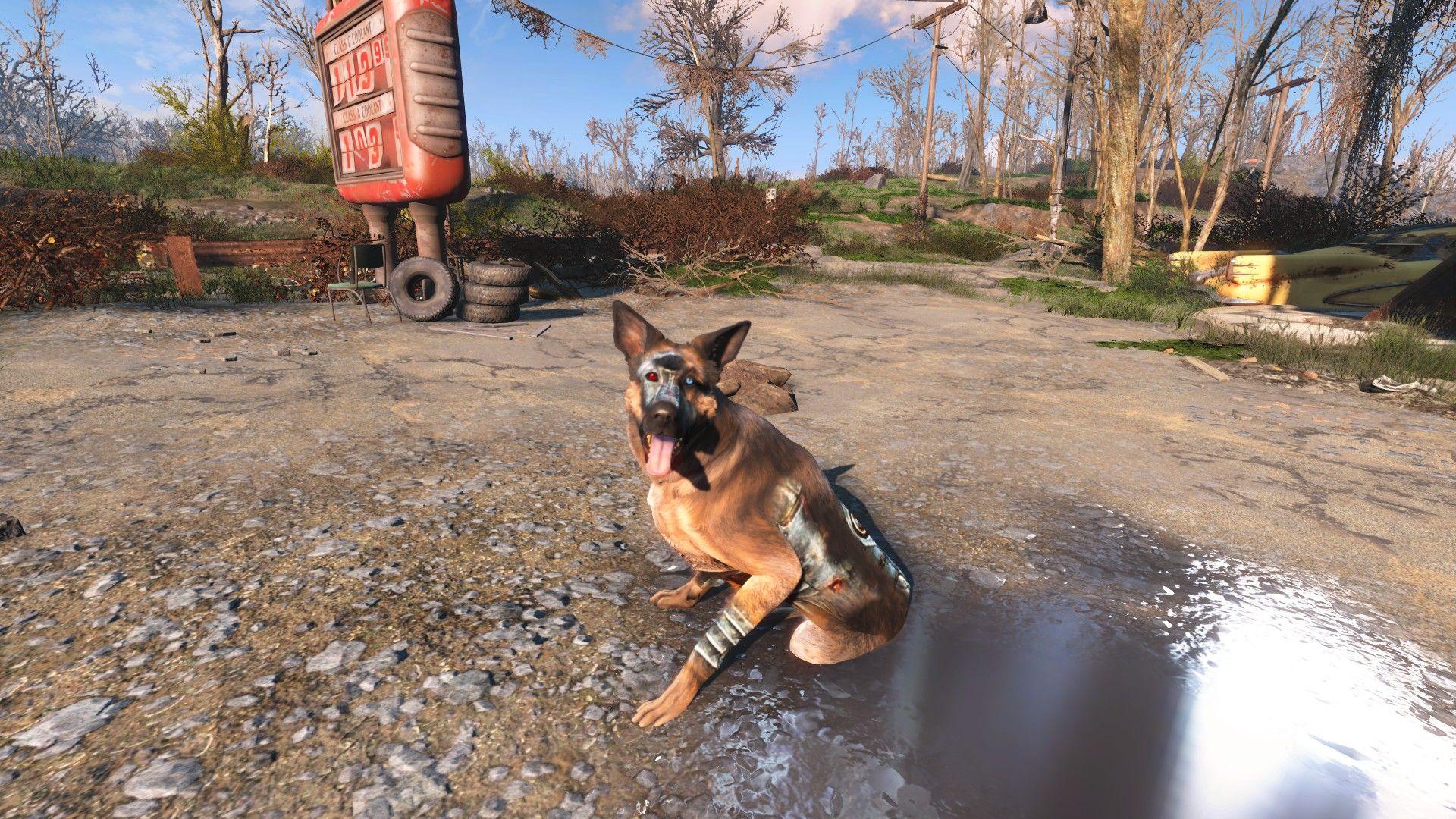 Dog Meat Fallout 4 4K Wallpapers - Top Free Dog Meat Fallout 4 4K ...