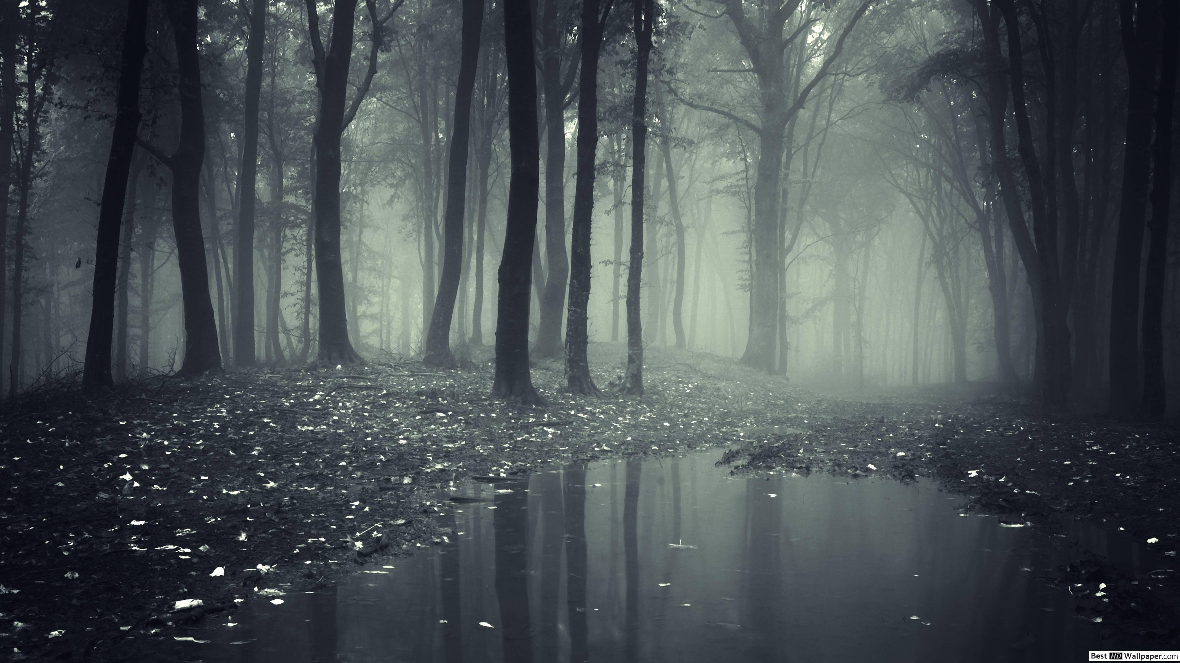 Dark Misty Forest Wallpapers - Top Free Dark Misty Forest Backgrounds ...
