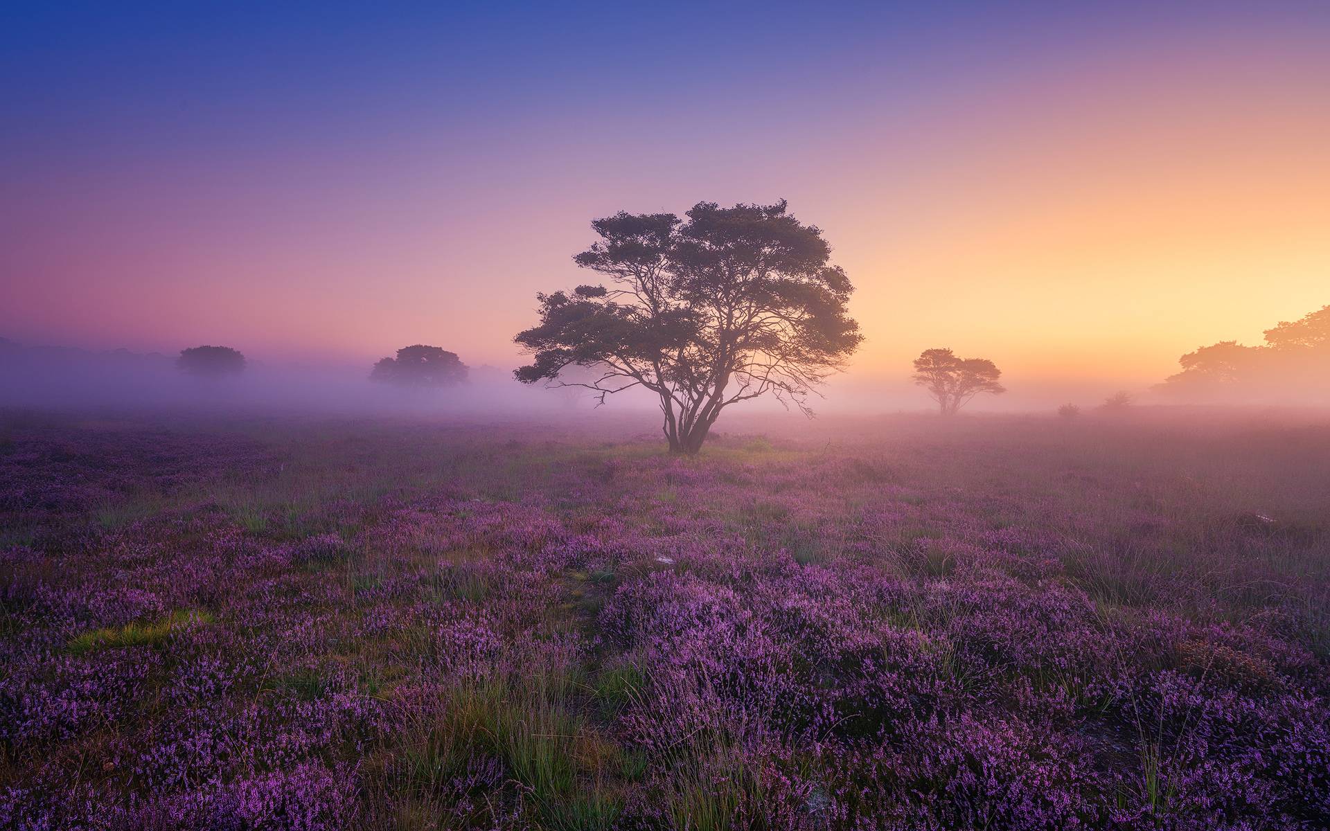 Foggy Morning Wallpapers - Top Free Foggy Morning Backgrounds ...