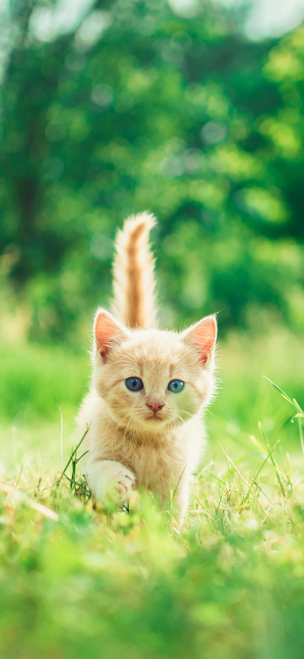 Cute Kitten iPhone Wallpapers - Top Free Cute Kitten iPhone Backgrounds ...