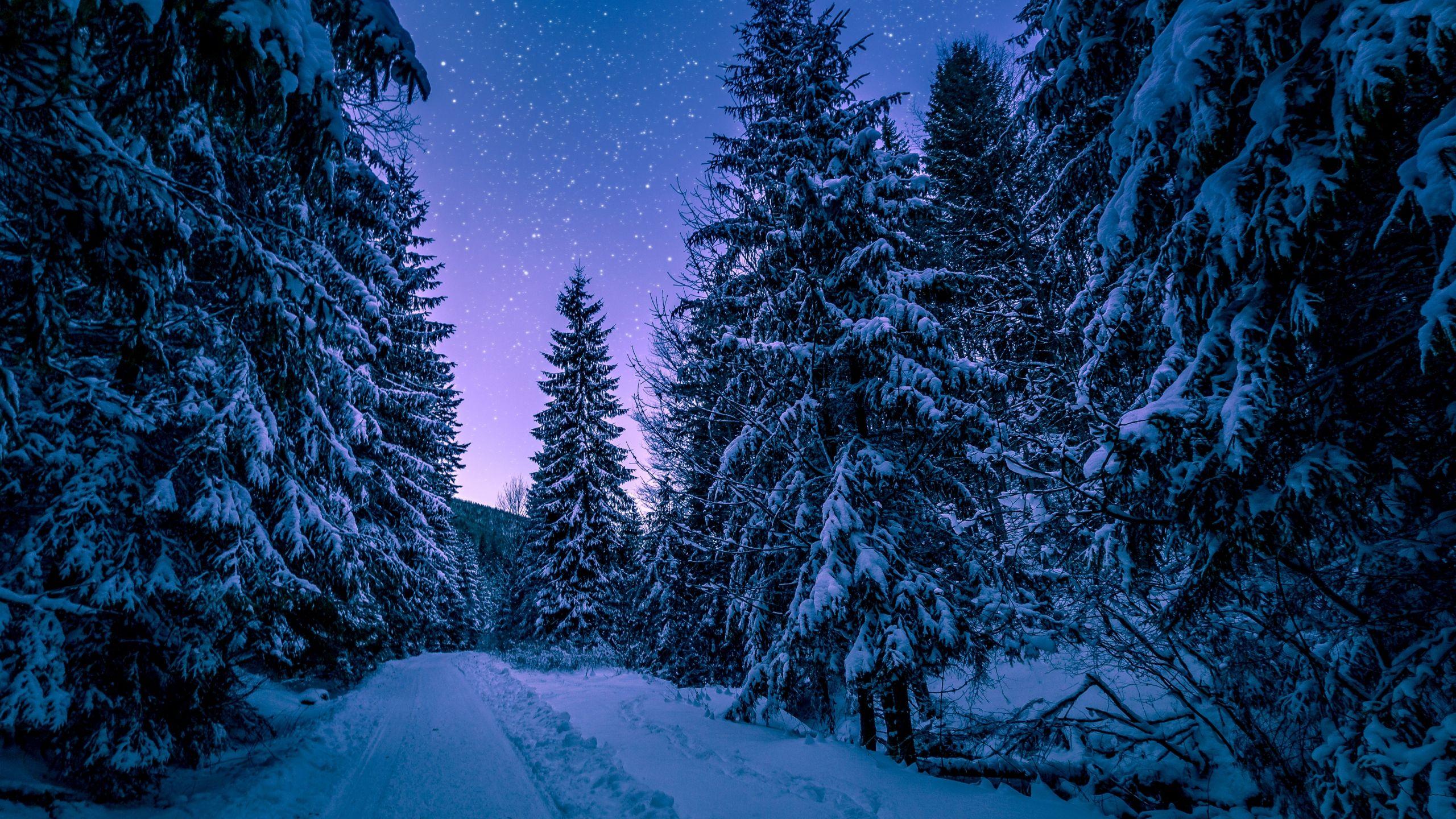 Winter Forest Desktop Wallpapers - Top Free Winter Forest Desktop ...