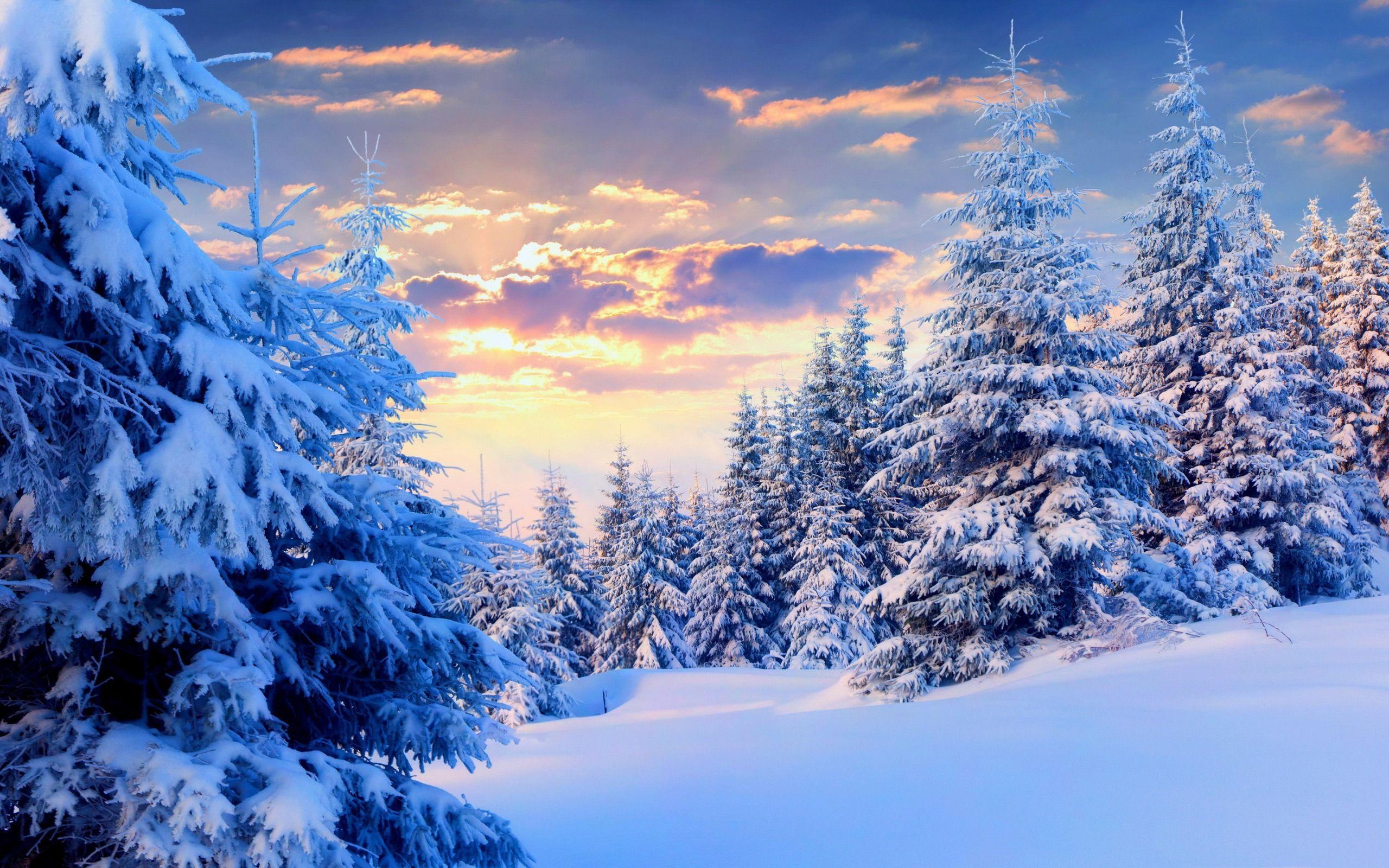 Snowy Forest Landscape Wallpapers - Top Free Snowy Forest Landscape ...