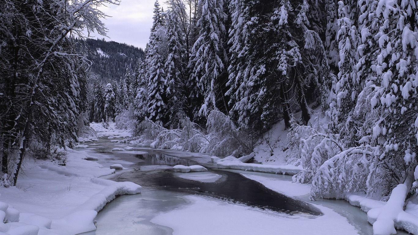 Winter Forest Desktop Wallpapers - Top Free Winter Forest Desktop ...