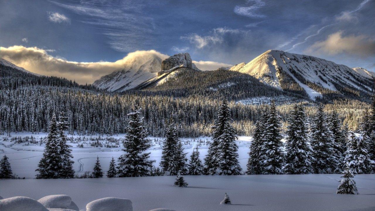 Winter Forest Desktop Wallpapers - Top Free Winter Forest Desktop ...