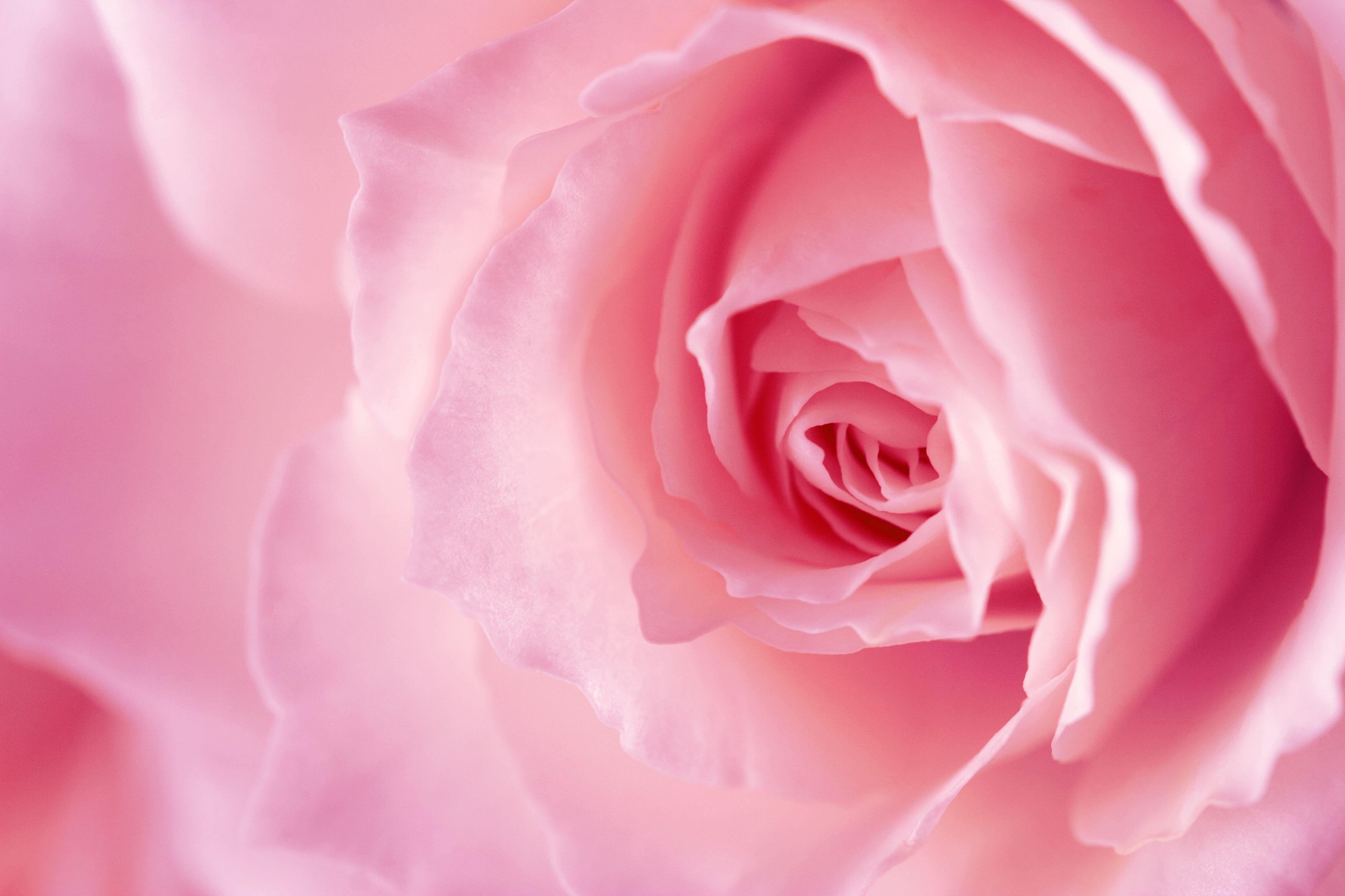 Cute Girly Flower Wallpapers - Top Free Cute Girly Flower Backgrounds ...