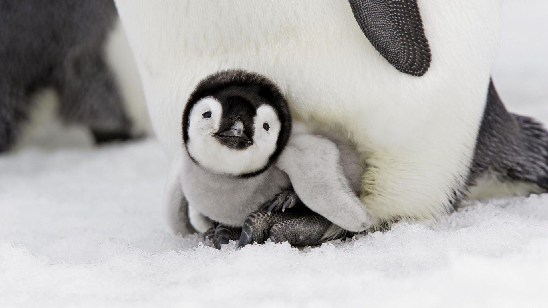 Baby Penguin HD Wallpapers - Top Free Baby Penguin HD Backgrounds ...
