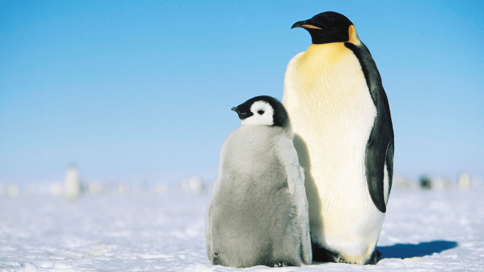 Baby Penguin HD Wallpapers - Top Free Baby Penguin HD Backgrounds ...