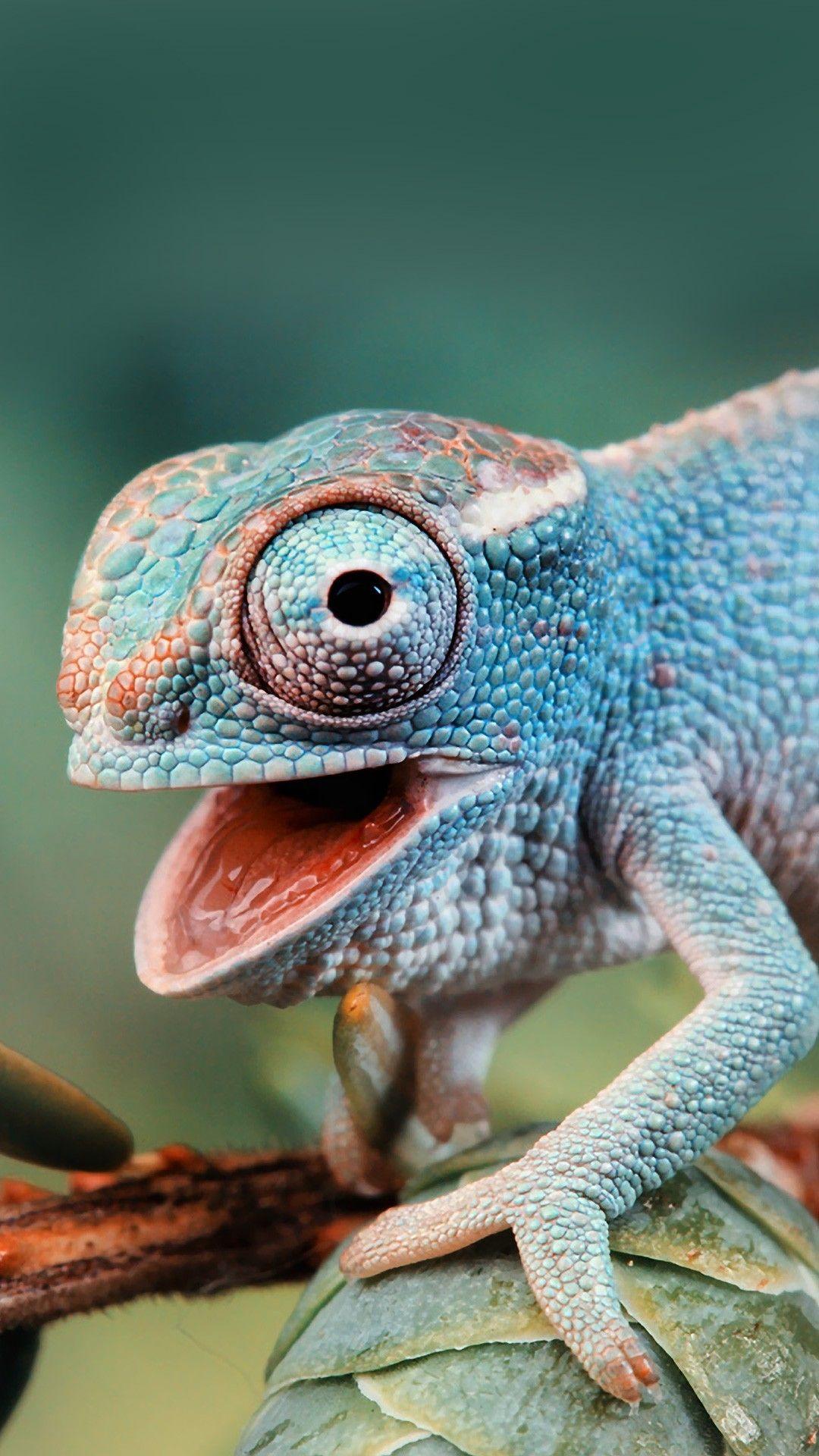 Cute Chameleon Wallpapers - Top Free Cute Chameleon Backgrounds ...