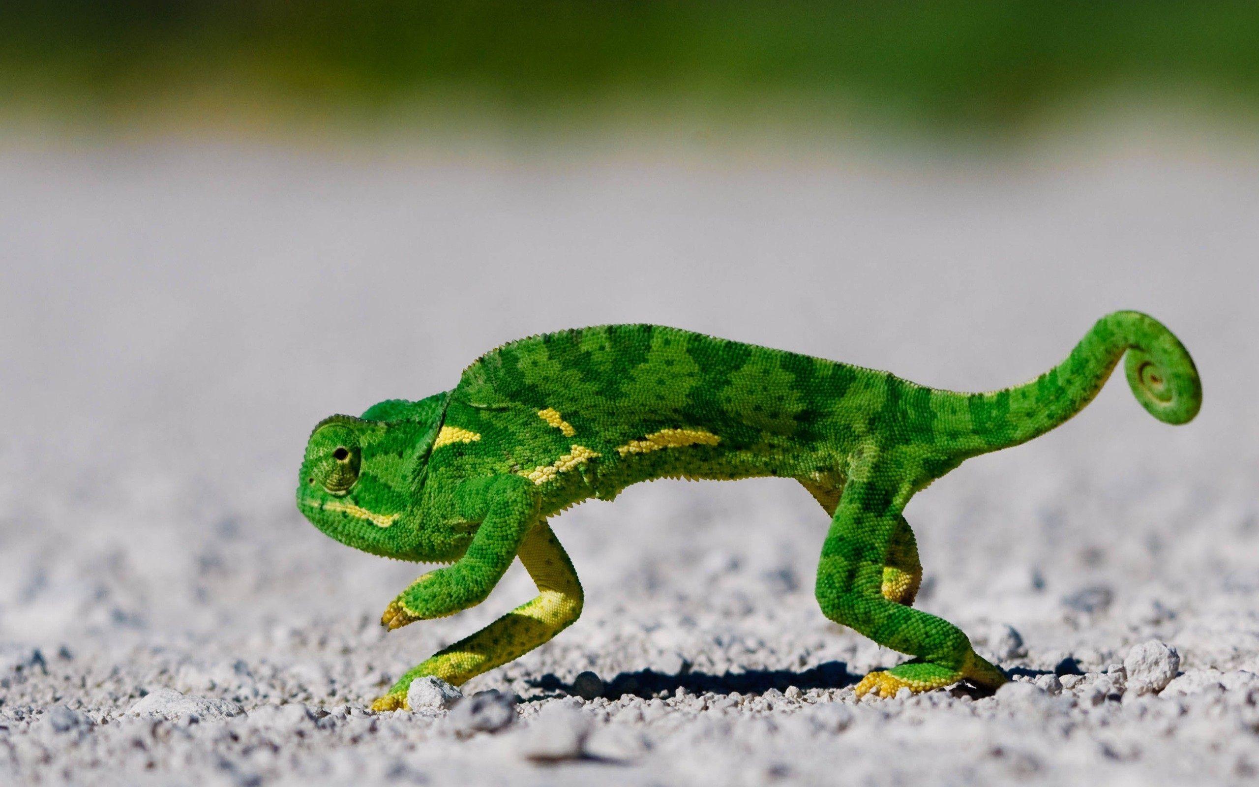 Cute Chameleon Wallpapers - Top Free Cute Chameleon Backgrounds ...