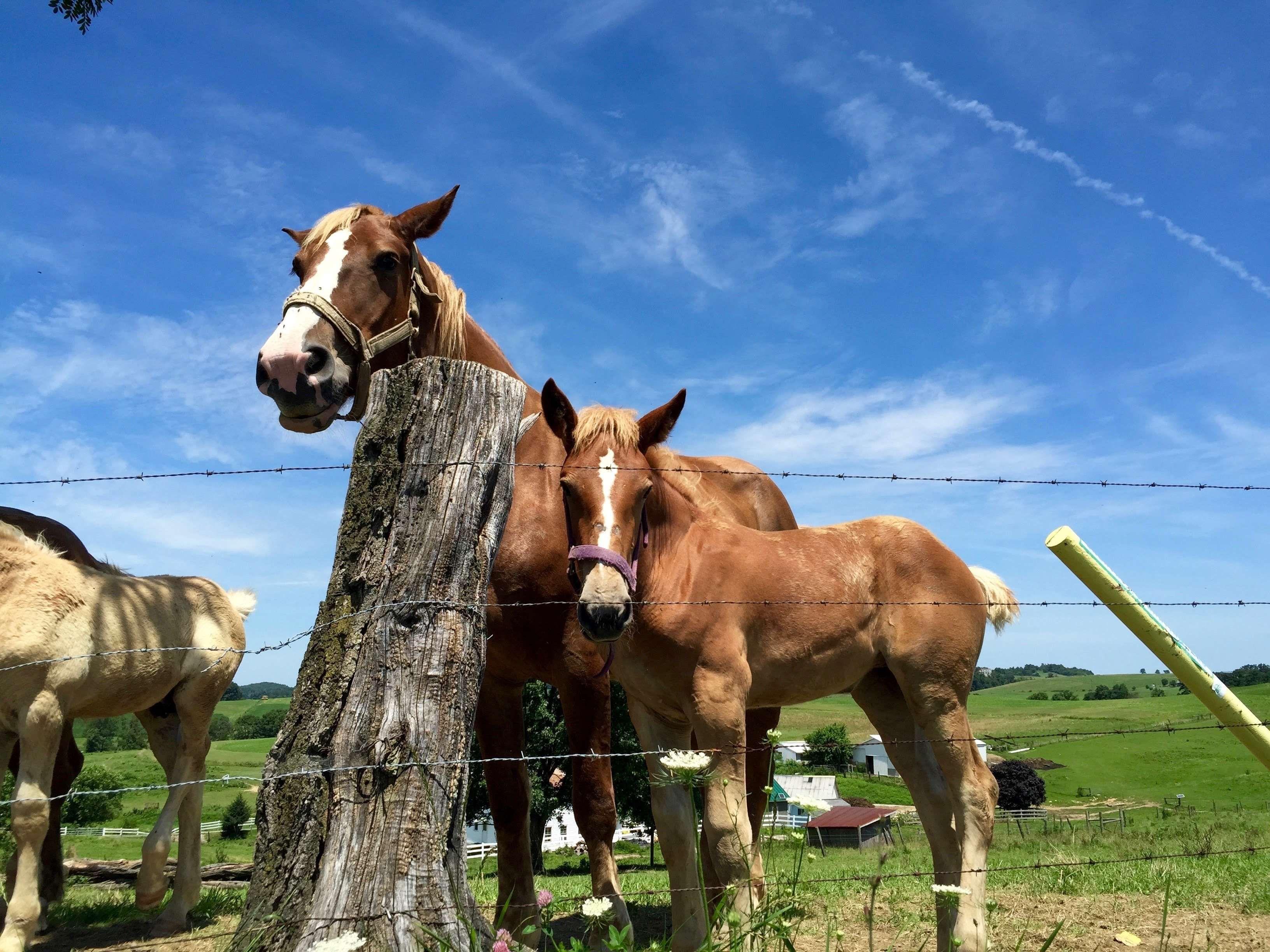 Amish Countryside Wallpapers - Top Free Amish Countryside Backgrounds ...