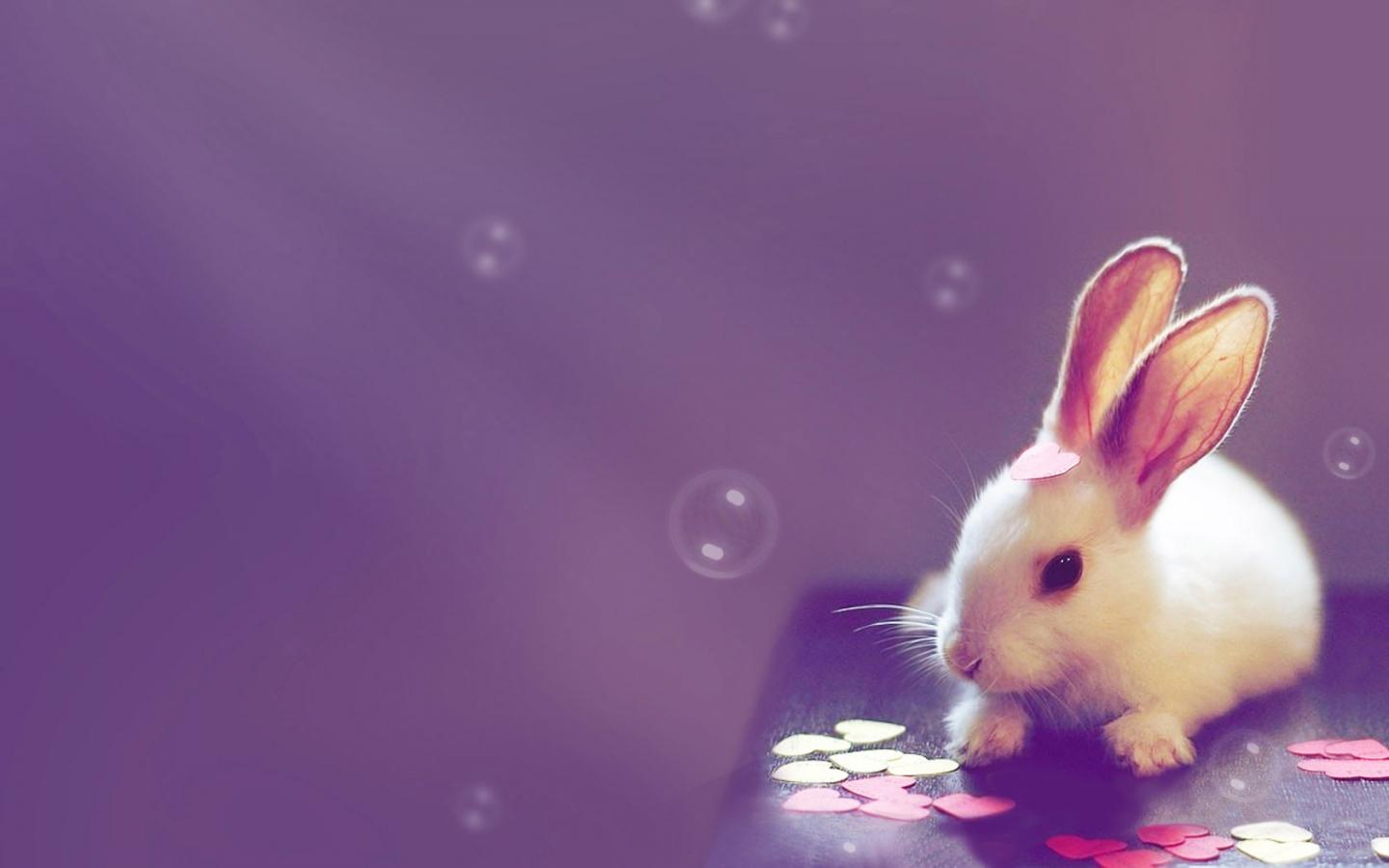 Cute Bunny Anime Wallpapers - Top Free Cute Bunny Anime Backgrounds ...