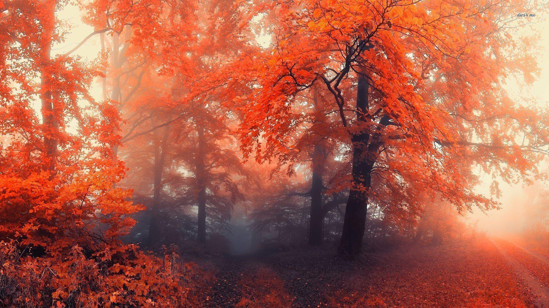 Misty Morning Wallpapers - Top Free Misty Morning Backgrounds ...