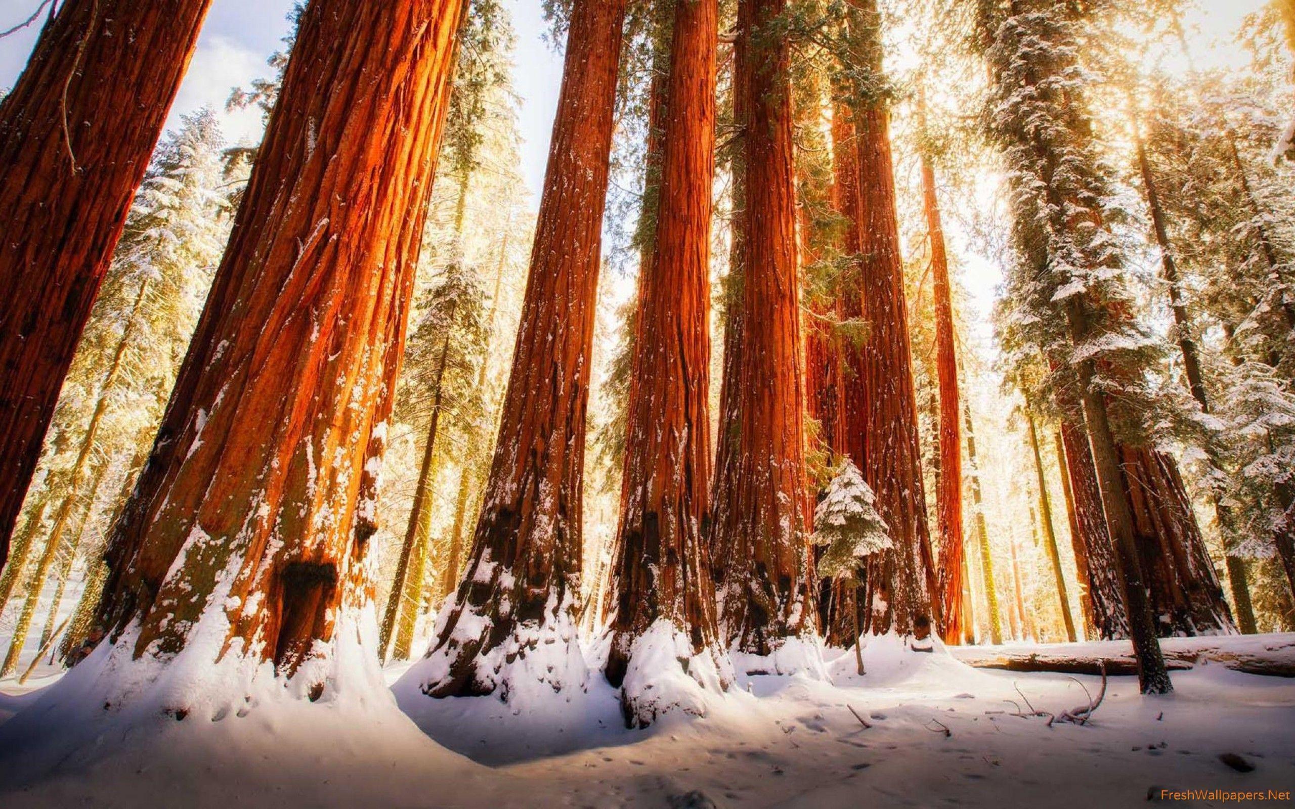 Redwood Forest Desktop Wallpapers - Top Free Redwood Forest Desktop ...