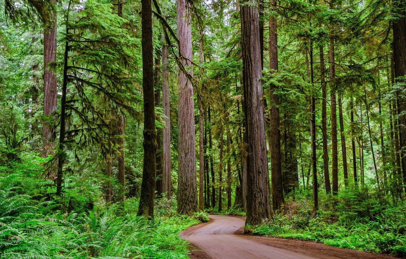 Redwood Forest Desktop Wallpapers - Top Free Redwood Forest Desktop ...