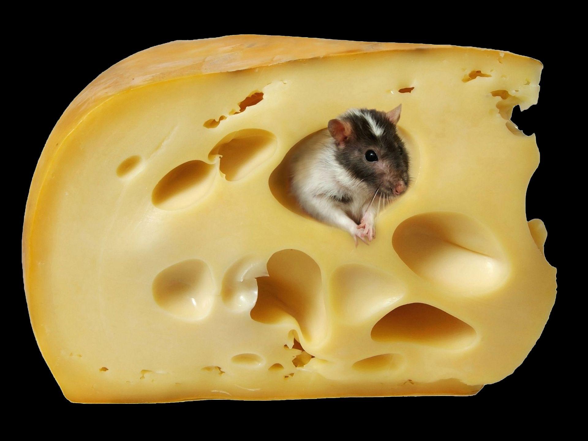 Cheese Desktop Wallpapers - Top Free Cheese Desktop Backgrounds ...