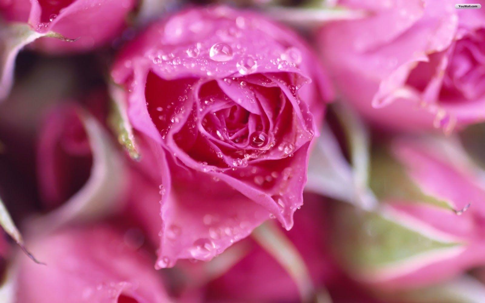 Dark Pink Roses Wallpapers - Top Free Dark Pink Roses Backgrounds ...