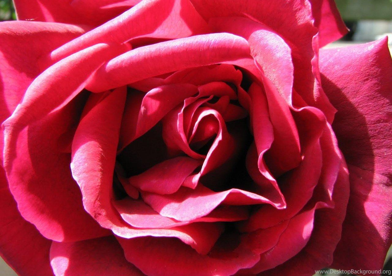 Dark Pink Roses Wallpapers - Top Free Dark Pink Roses Backgrounds ...