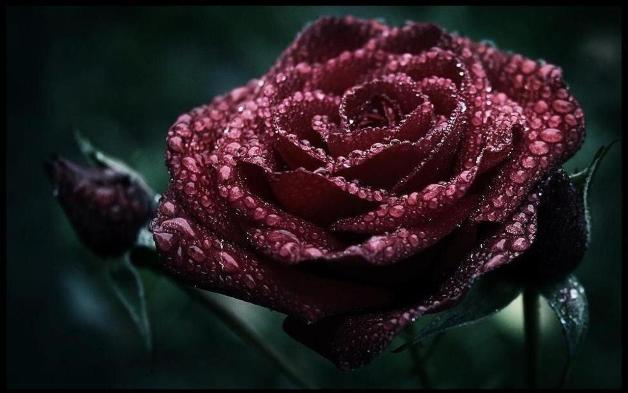 Dark Red Rose Wallpapers - Top Free Dark Red Rose Backgrounds ...