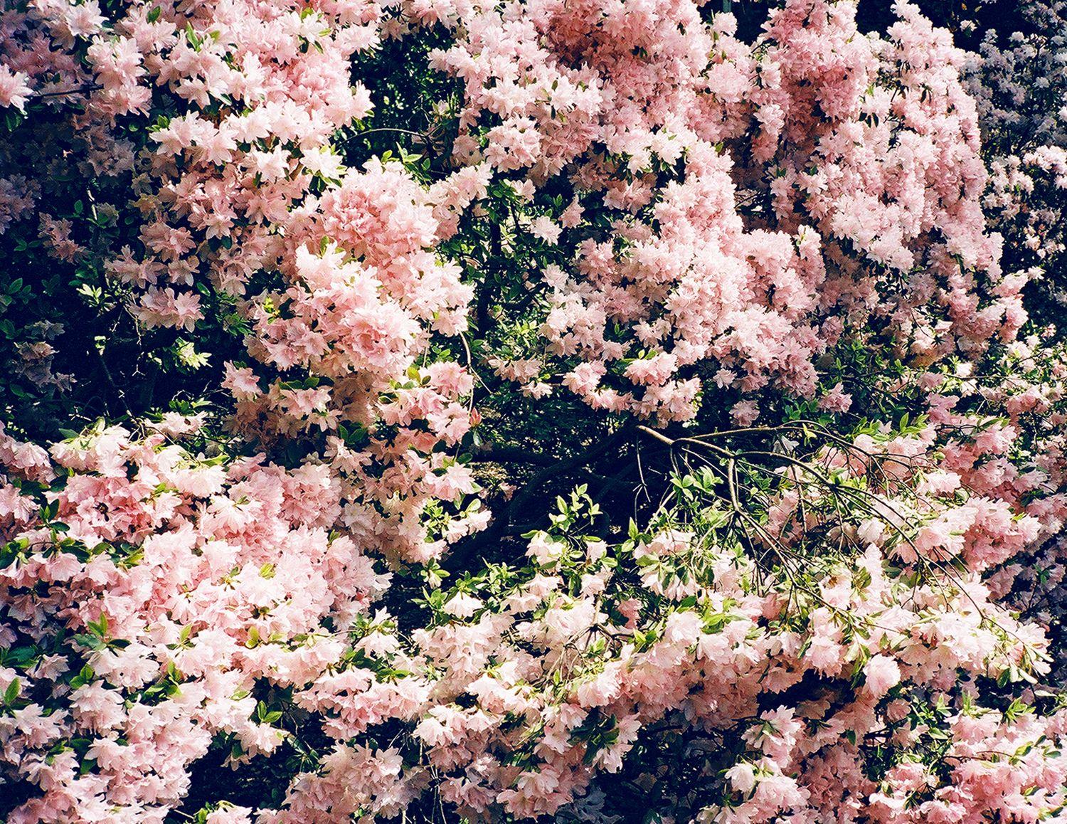 Floral Tumblr HD Wallpapers - Top Free Floral Tumblr HD Backgrounds ...